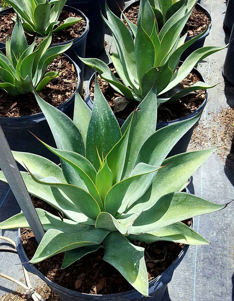Agave 'Blue Flame'