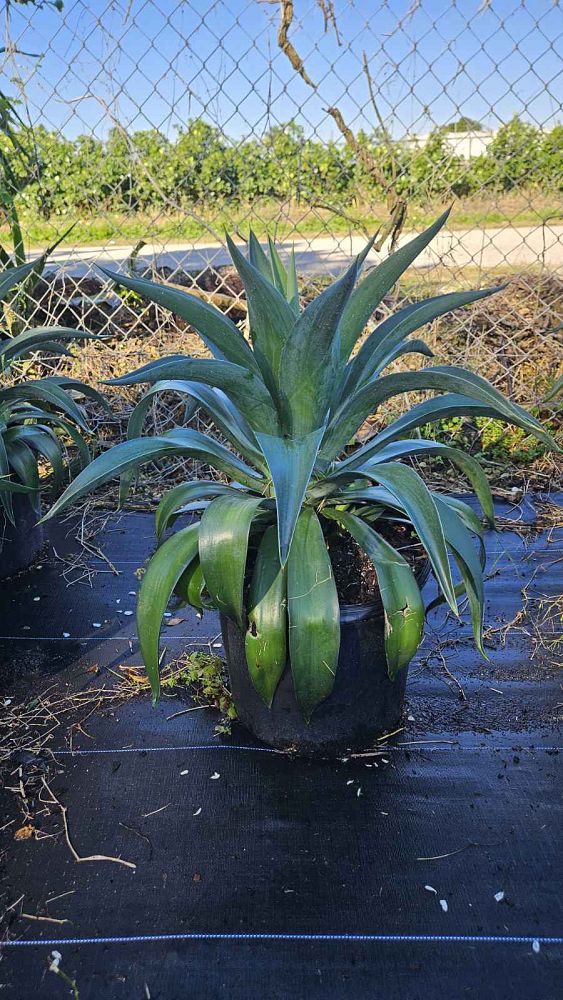 Cortez Nunez Nursery, inc. | plantANT.com
