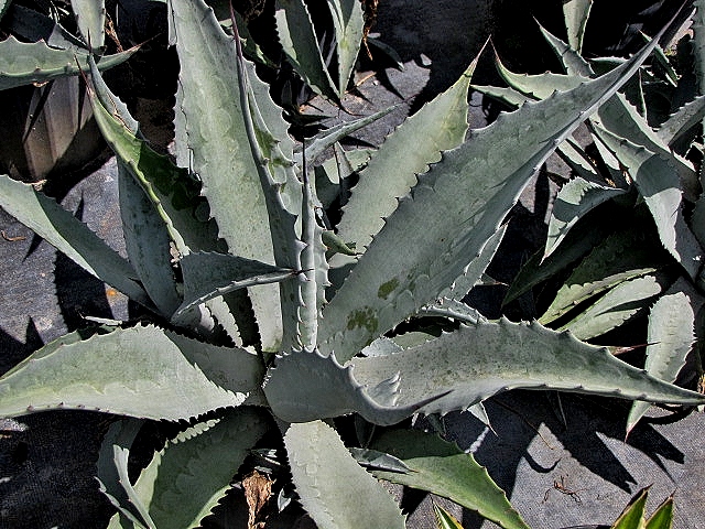 Agave marmorata