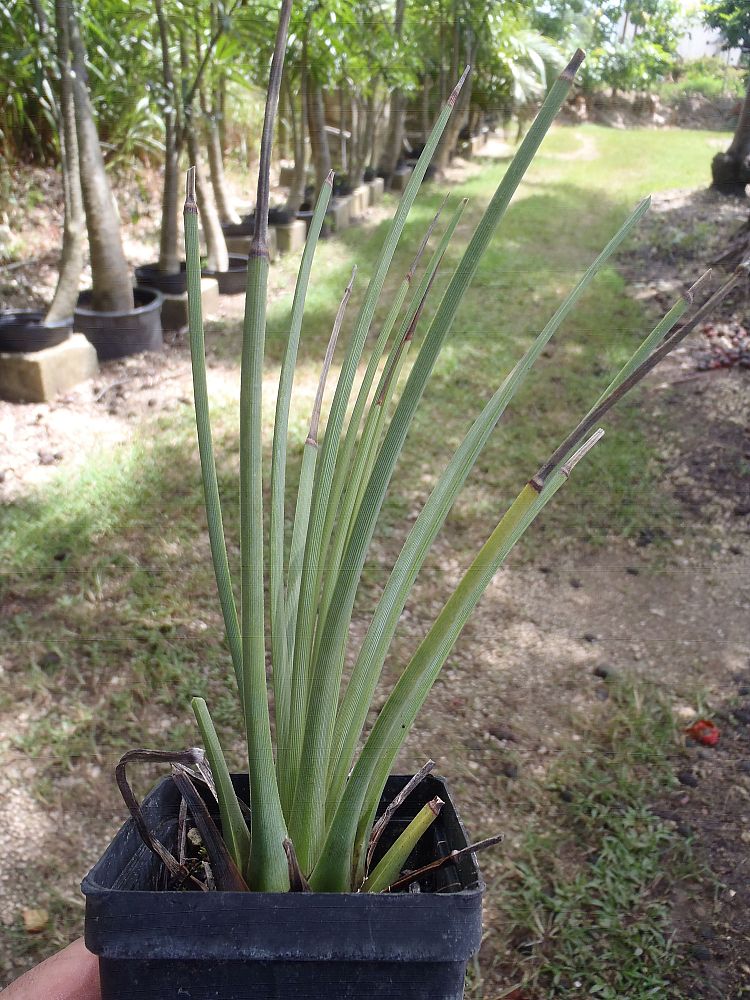 VARG 42" x42" spread