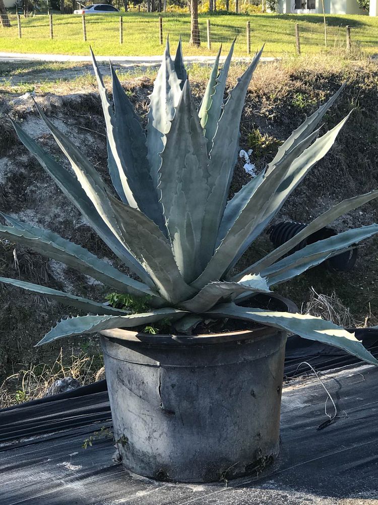 Ibis Nursery | plantANT.com