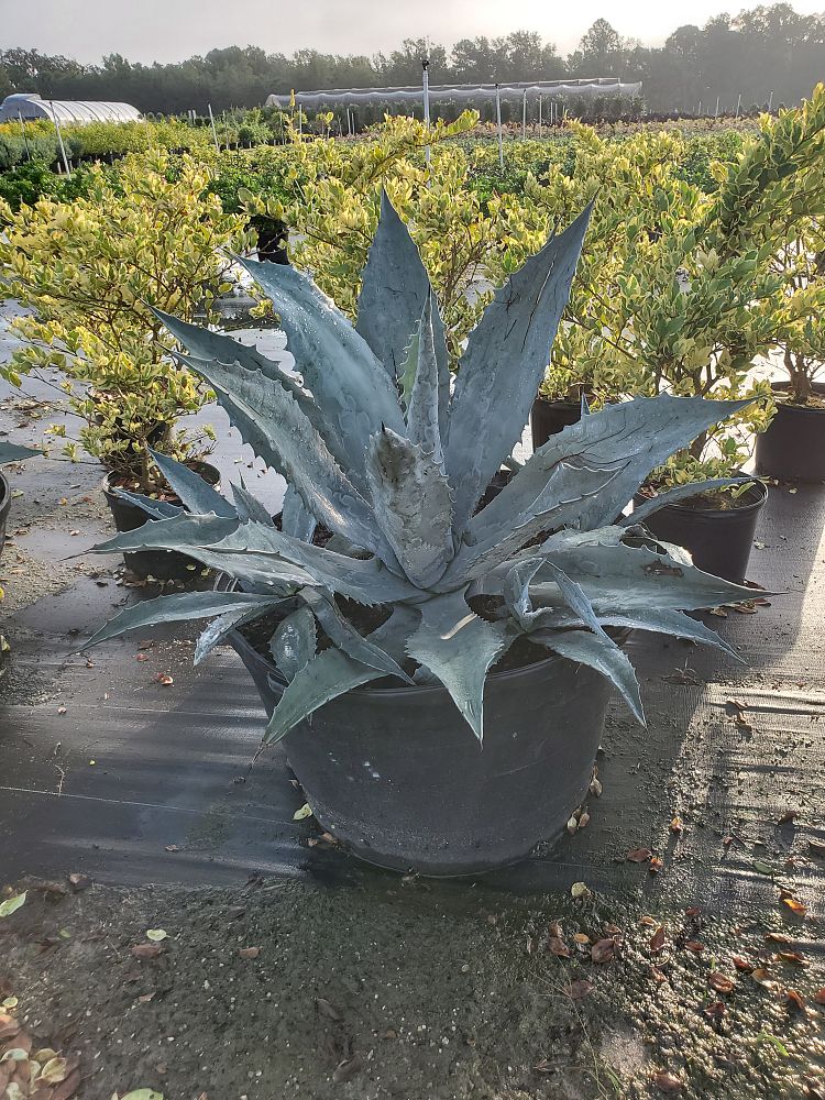 Sanford Gardens, LLC | plantANT.com