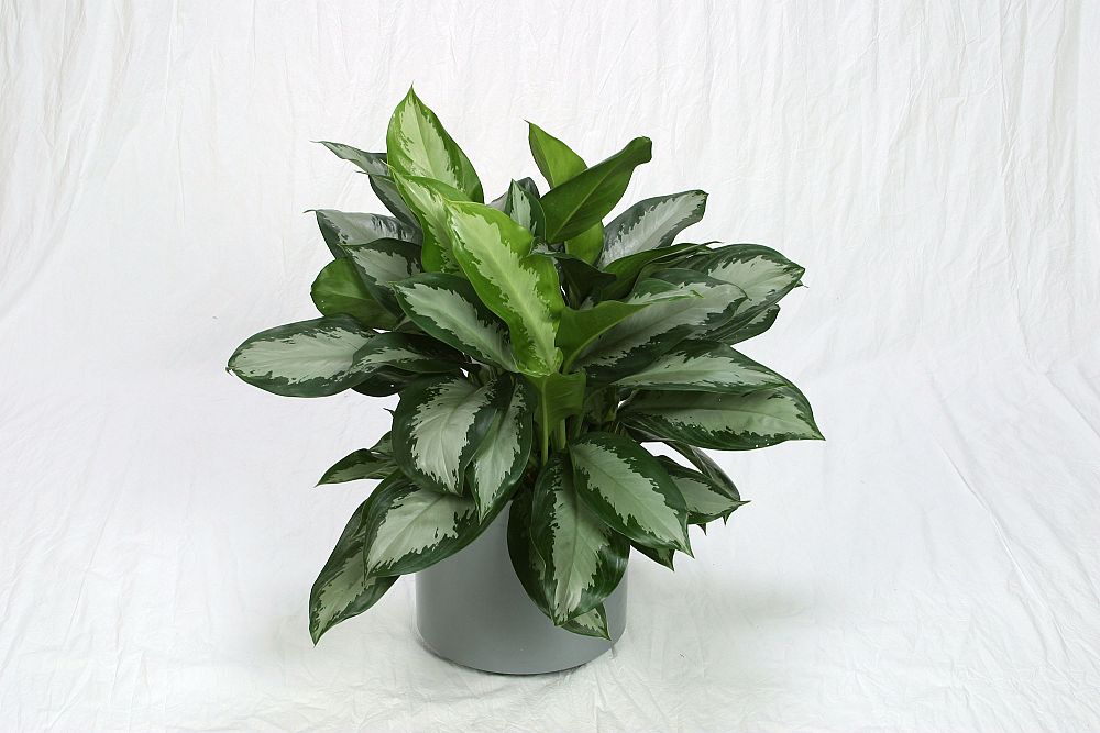 Suncoast Nursery, Inc. | plantANT.com