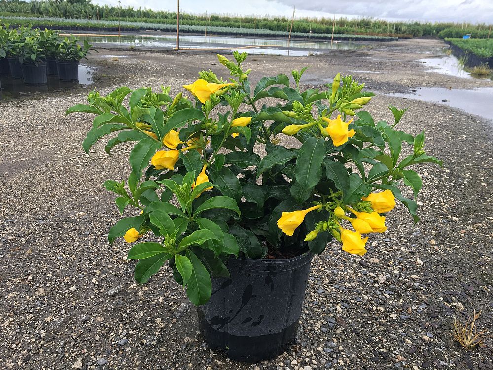 Allamanda compacta, Dwarf Allamanda