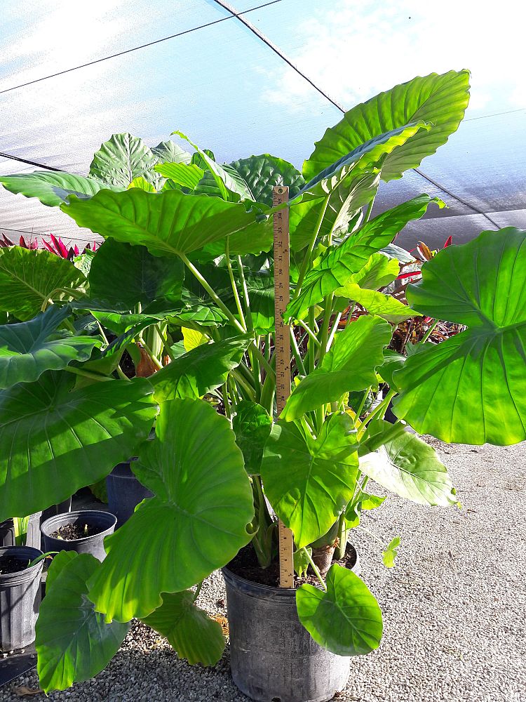 Alocasia Calidora Dwarf
