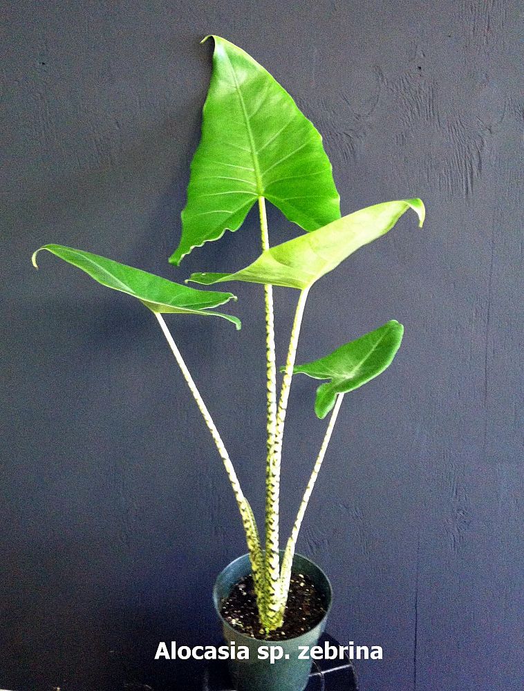 Alocasia Zebrina Yellow Leaves