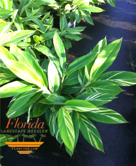 Florida Landscape Nursery | plantANT.com