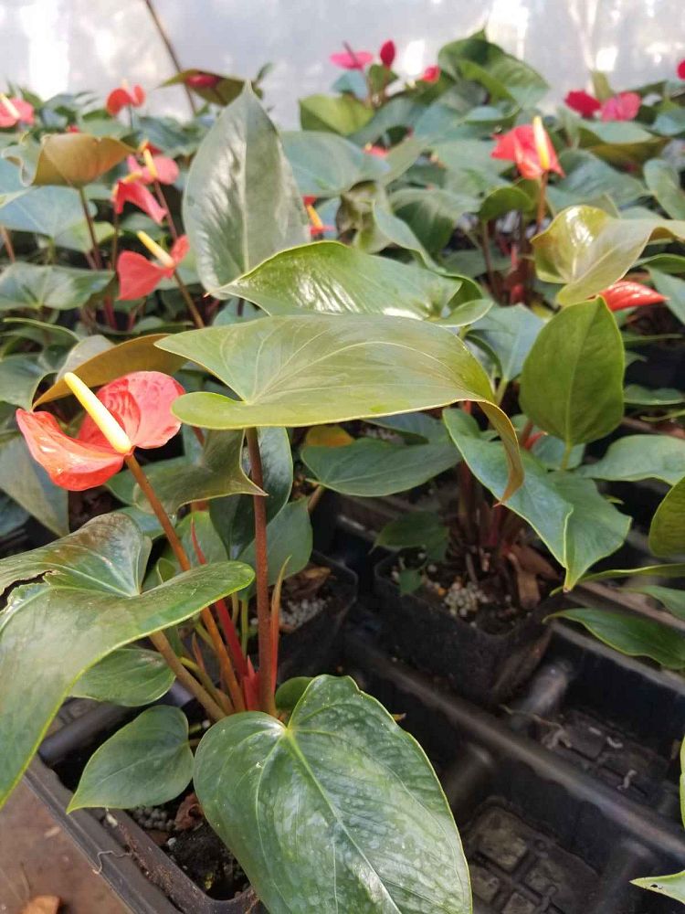 Just Perfect Plants | plantANT.com