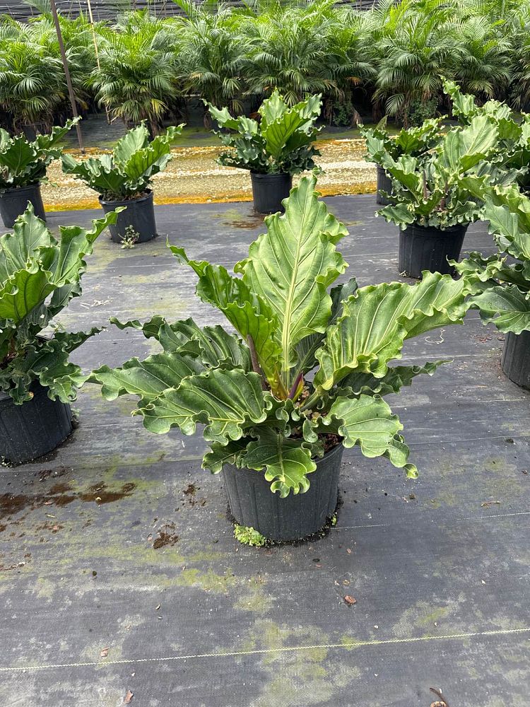 Hanck Nursery Wholesale Foliage | plantANT.com