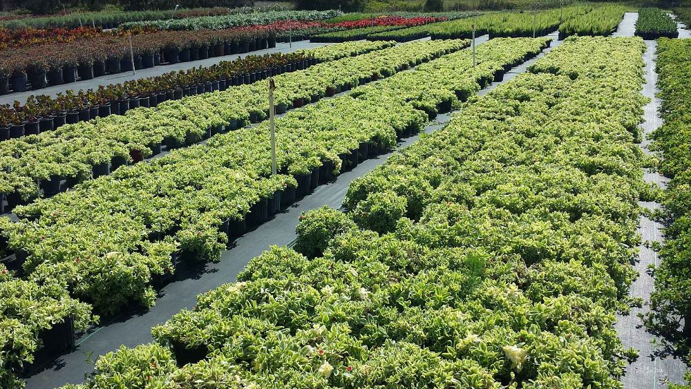 Pioneer Farms Wholesale Trees & Plants | plantANT.com