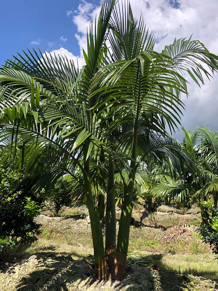 Gallery - J&K Plant Distributors