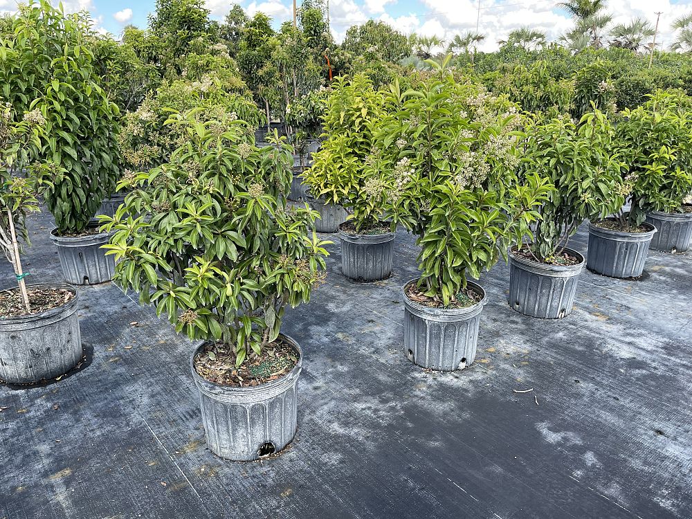Native Tree Nursery, Inc. | plantANT.com