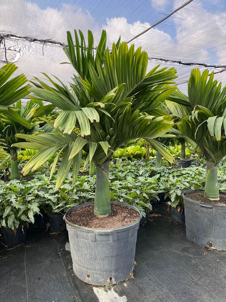 Gallery - J&K Plant Distributors