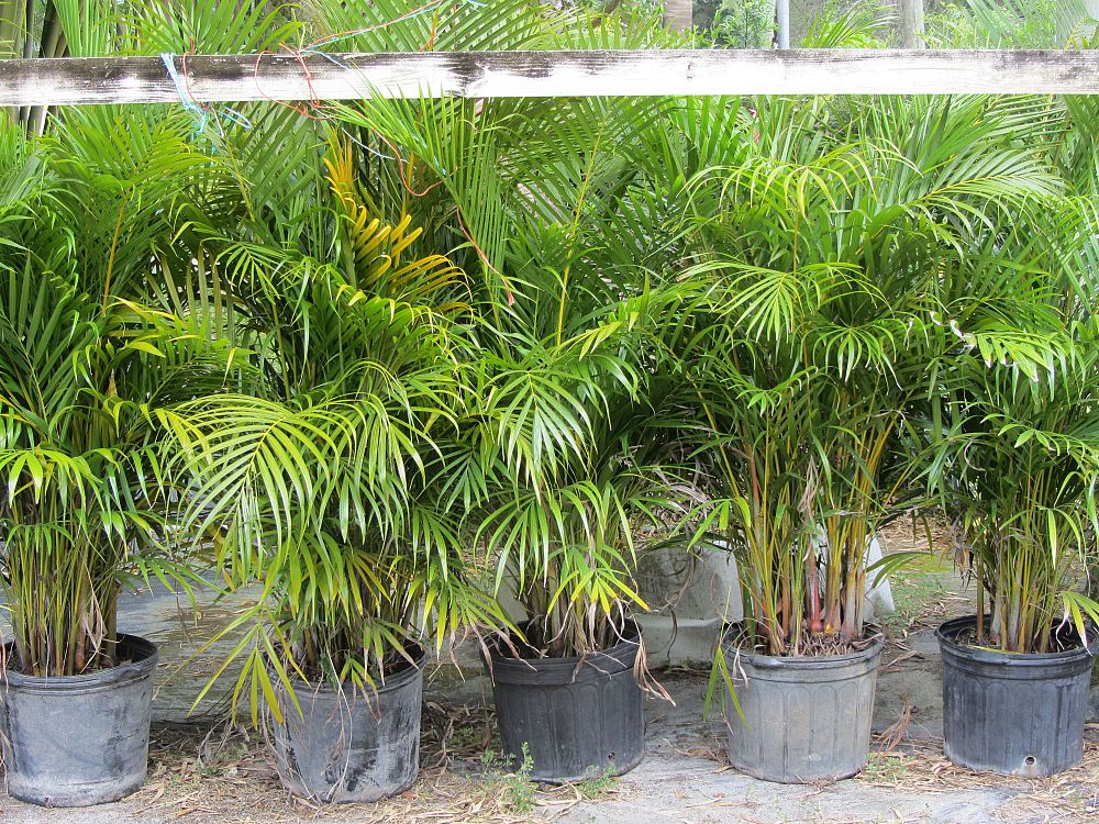 Areca concinna, Areca Palm