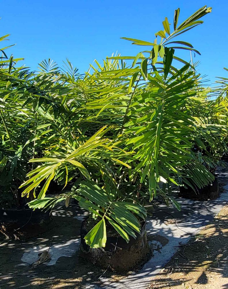 Homestead Gallery – Botanics Wholesale Nursery