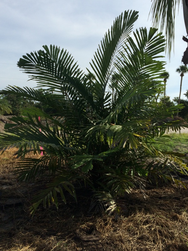 Sexton Palms | plantANT.com