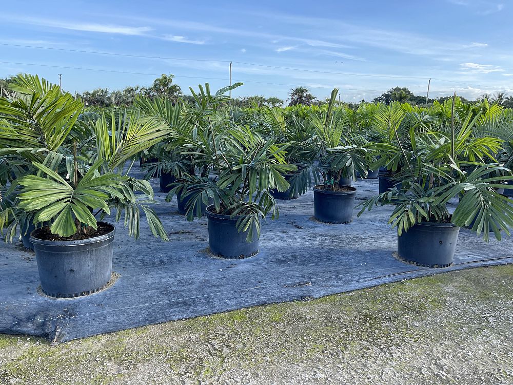 Native Tree Nursery, Inc. | plantANT.com