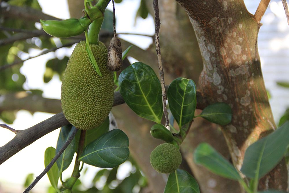 Lara Farms | plantANT.com