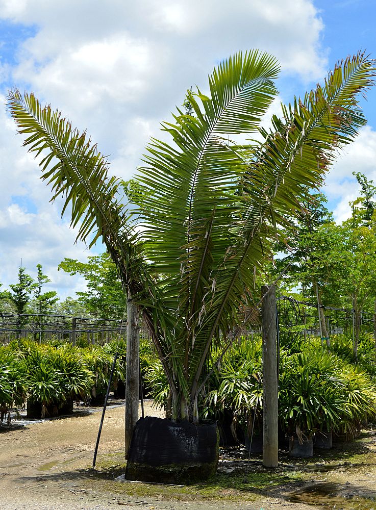 Homestead Gallery – Botanics Wholesale Nursery