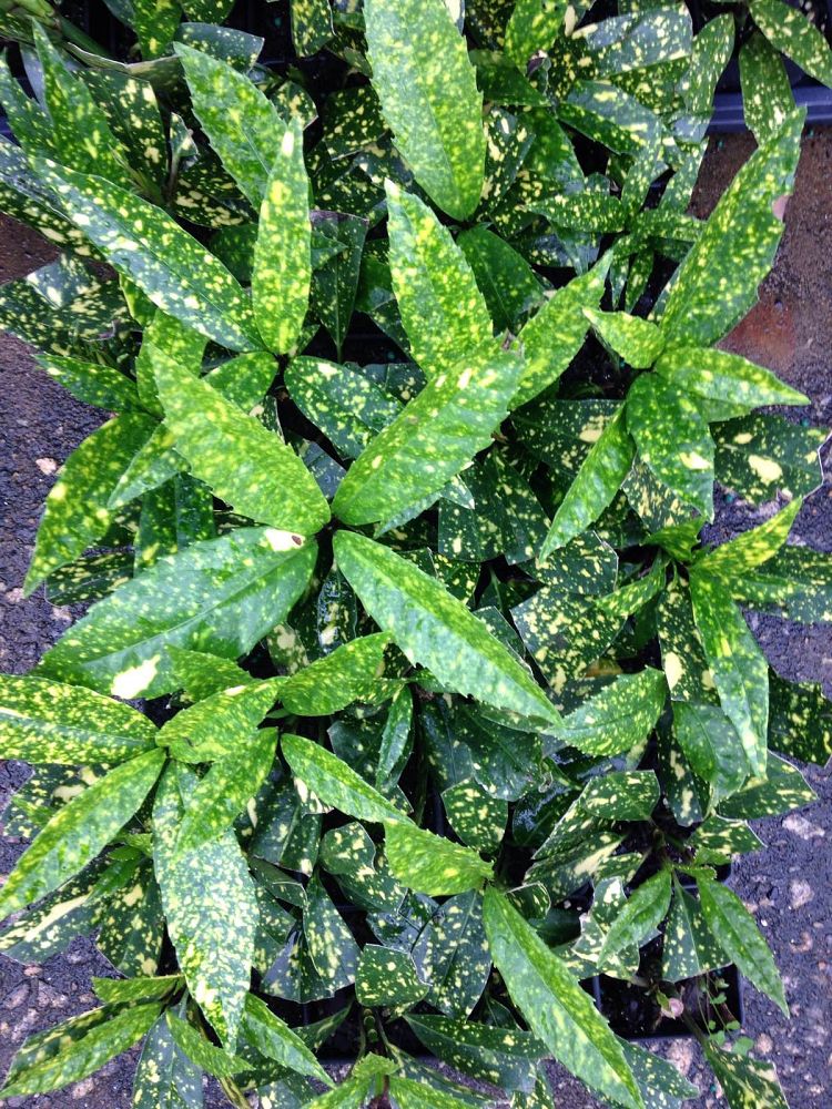 Griffith Propagation Nursery, Inc. | plantANT.com