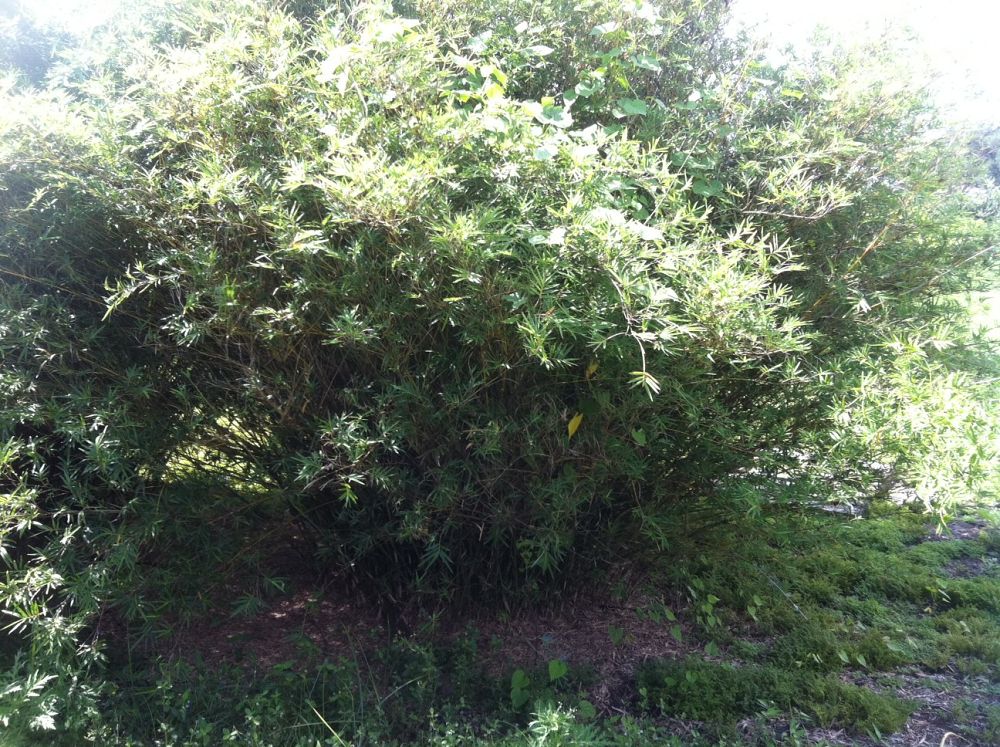 Image Gallery - COD Trees