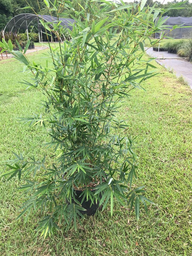 Bambusa multiplex fernleaf stripestem