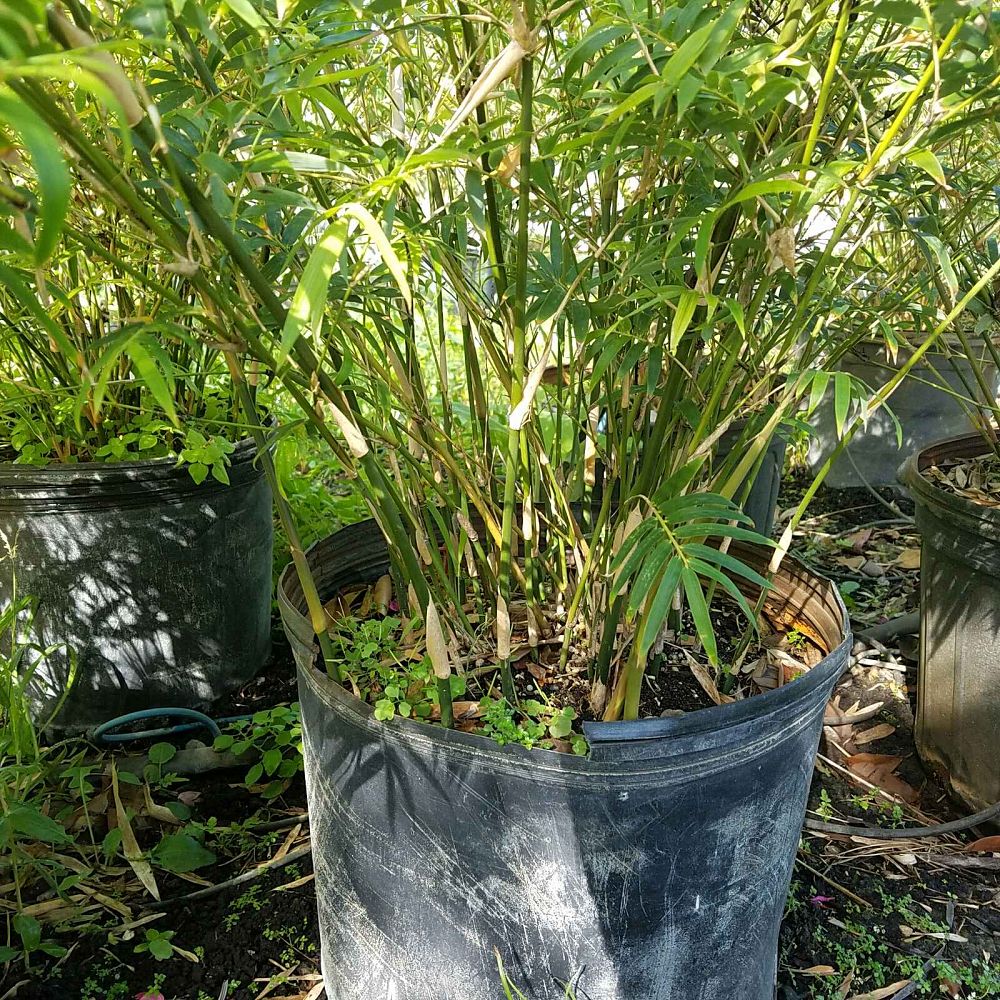 J & B Cool Plants | plantANT.com