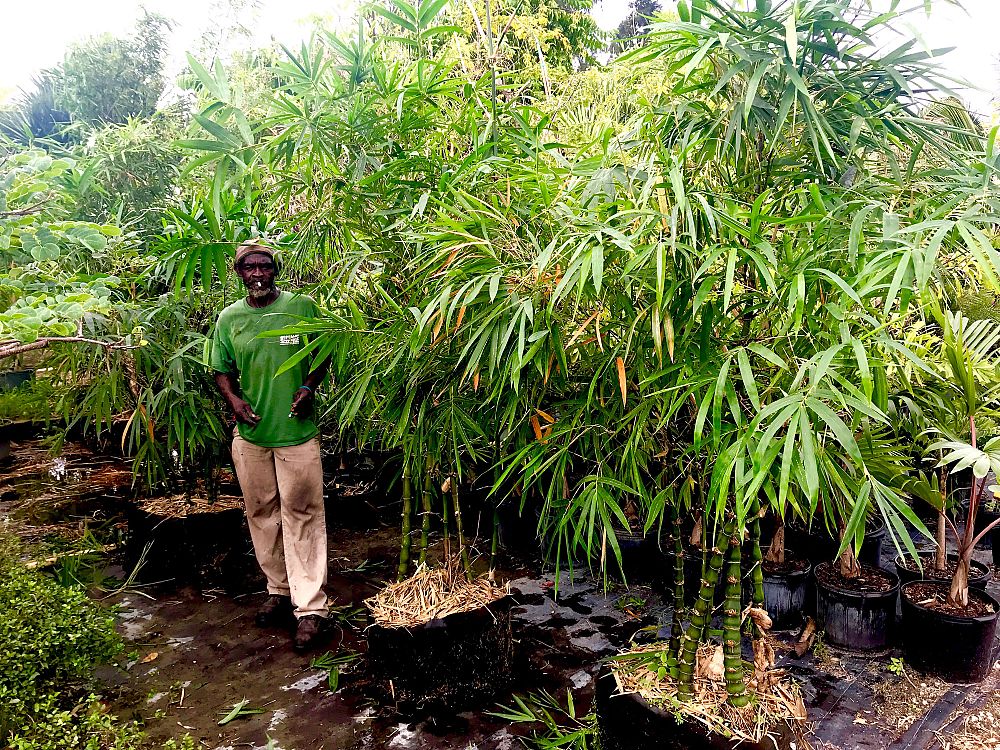 Bamboo and Orchid Gardens | plantANT.com