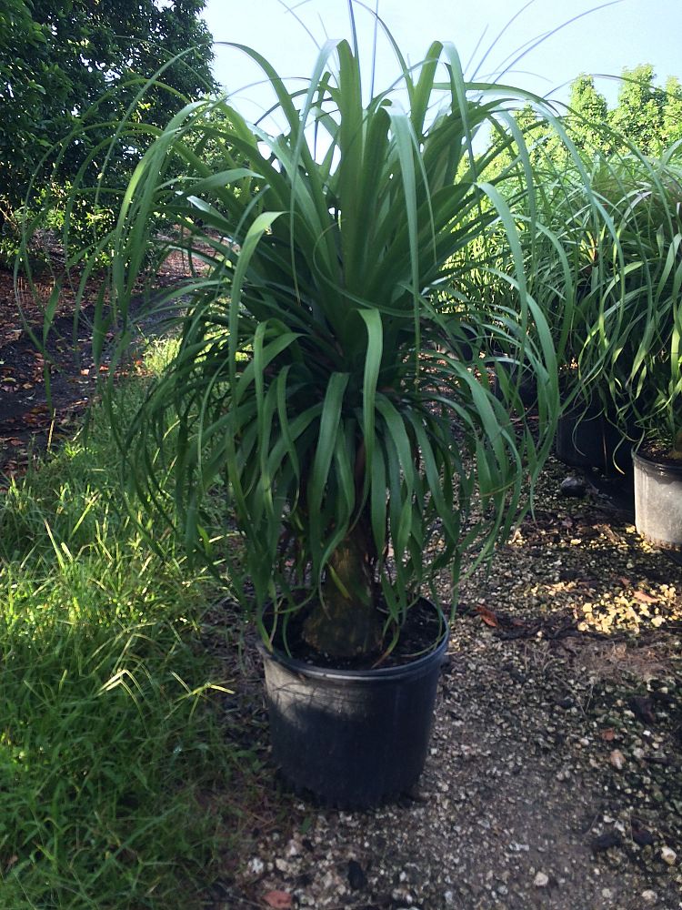 Container Gallery – Acosta Farms Wholesale Nursery