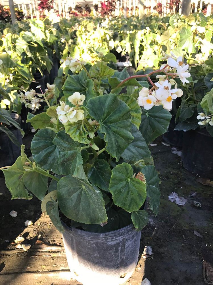 Ibis Nursery | plantANT.com