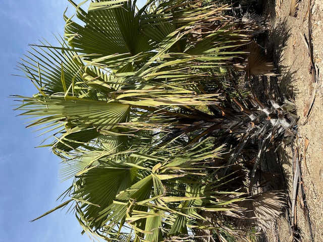 Everglades Nursery | plantANT.com