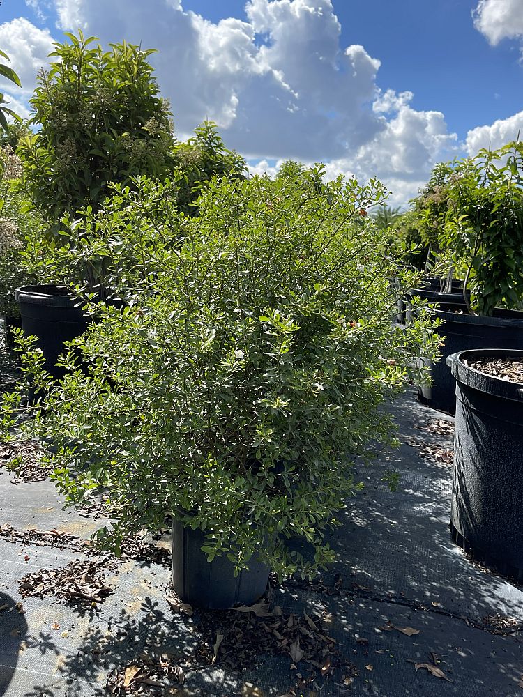Native Tree Nursery, Inc. | plantANT.com
