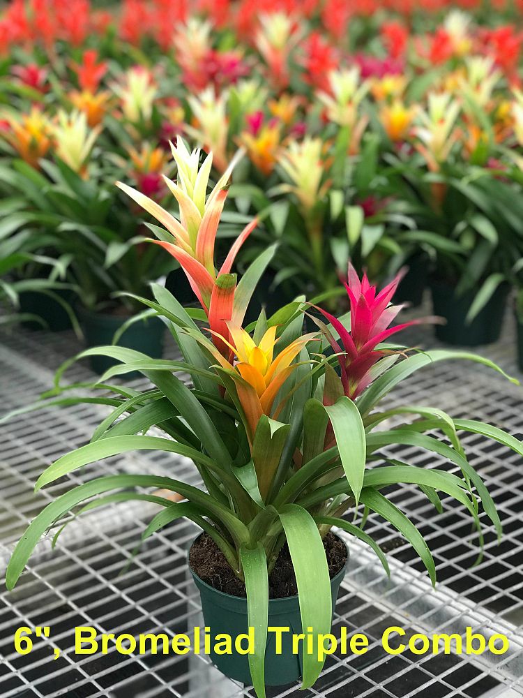 Gallery – Living Colors Nursery