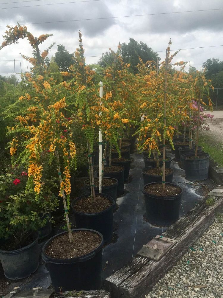 The Nature Touch Inc. | plantANT.com