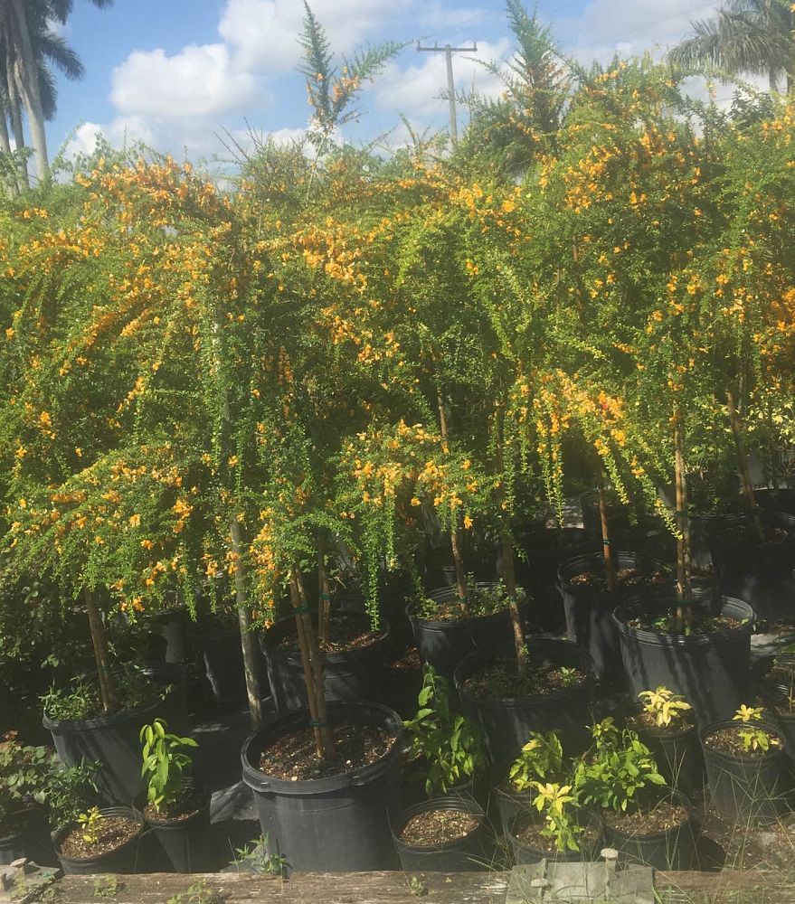 The Nature Touch Inc. | plantANT.com