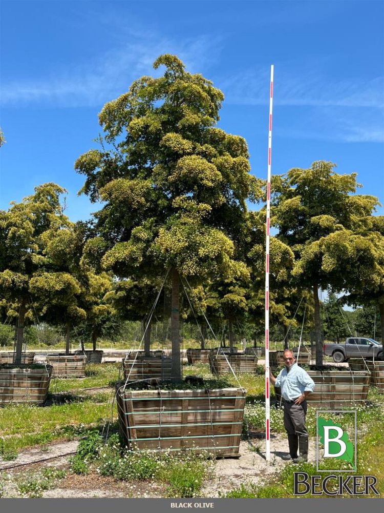 Becker Tree Farm & Nursery | plantANT.com