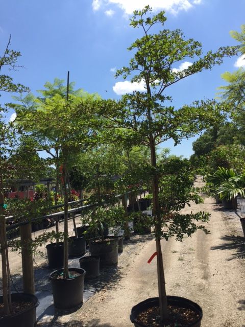 Burnett's Wholesale Nursery | plantANT.com
