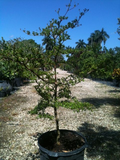 The Nature Touch Inc. | plantANT.com