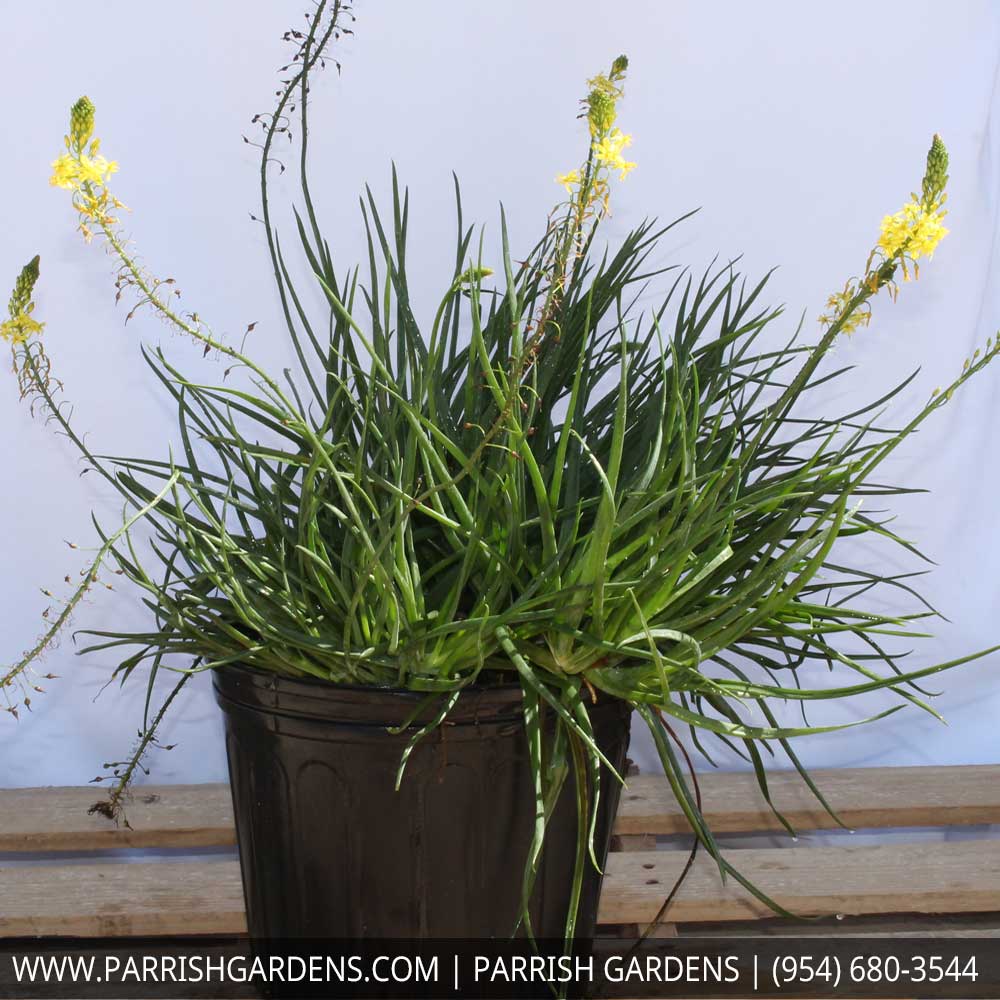 Yellow and Orange NICE