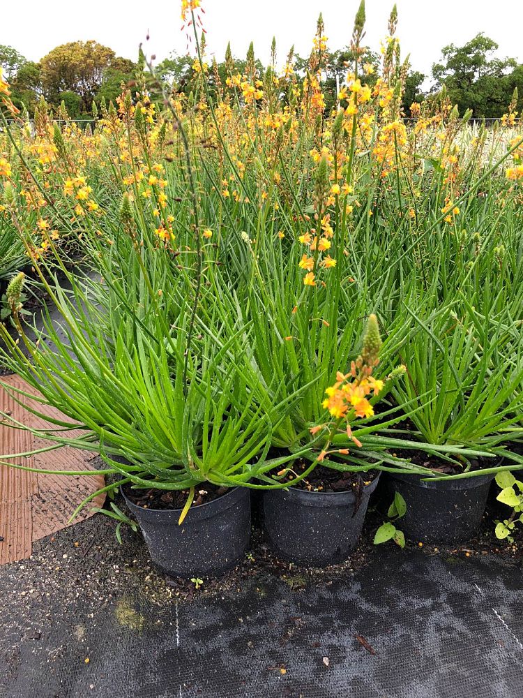 Triple O Nursery Farms, Inc | plantANT.com