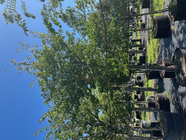 Everglades Nursery | plantANT.com