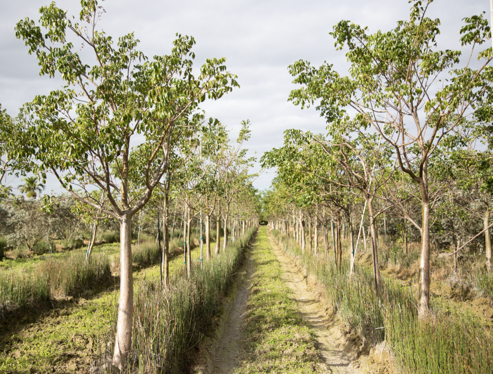 Tropical Farms Nursery | plantANT.com