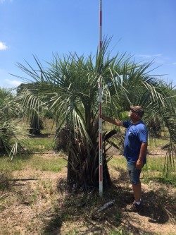 Southeastern Trees | plantANT.com