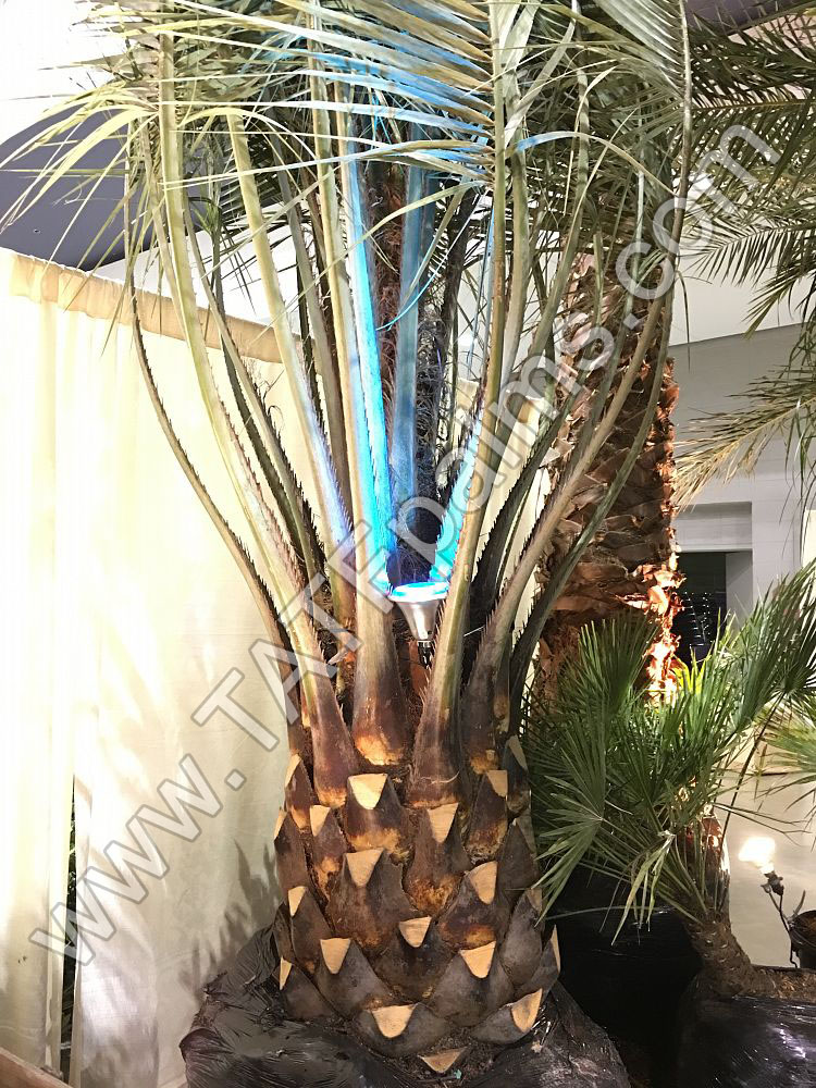 Groundworks Texas! | plantANT.com