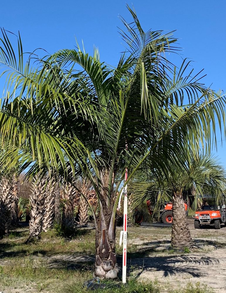 Coastal Botanics | plantANT.com
