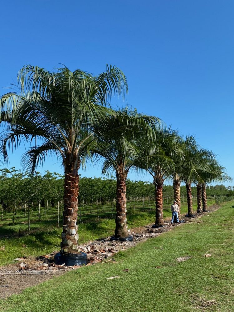 Fish Branch Tree Farm, Inc. | plantANT.com