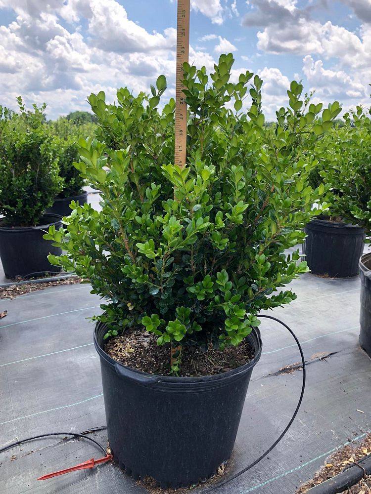 Brantley Nurseries | plantANT.com