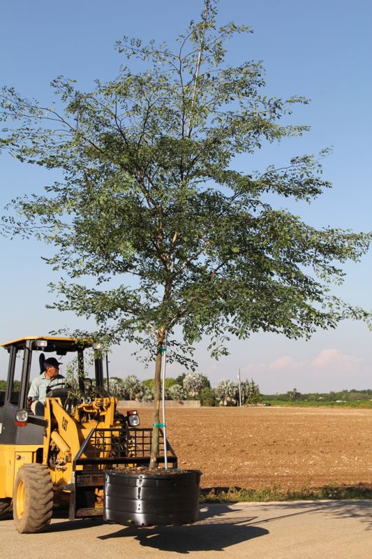 Treeworld Wholesale Inc | plantANT.com