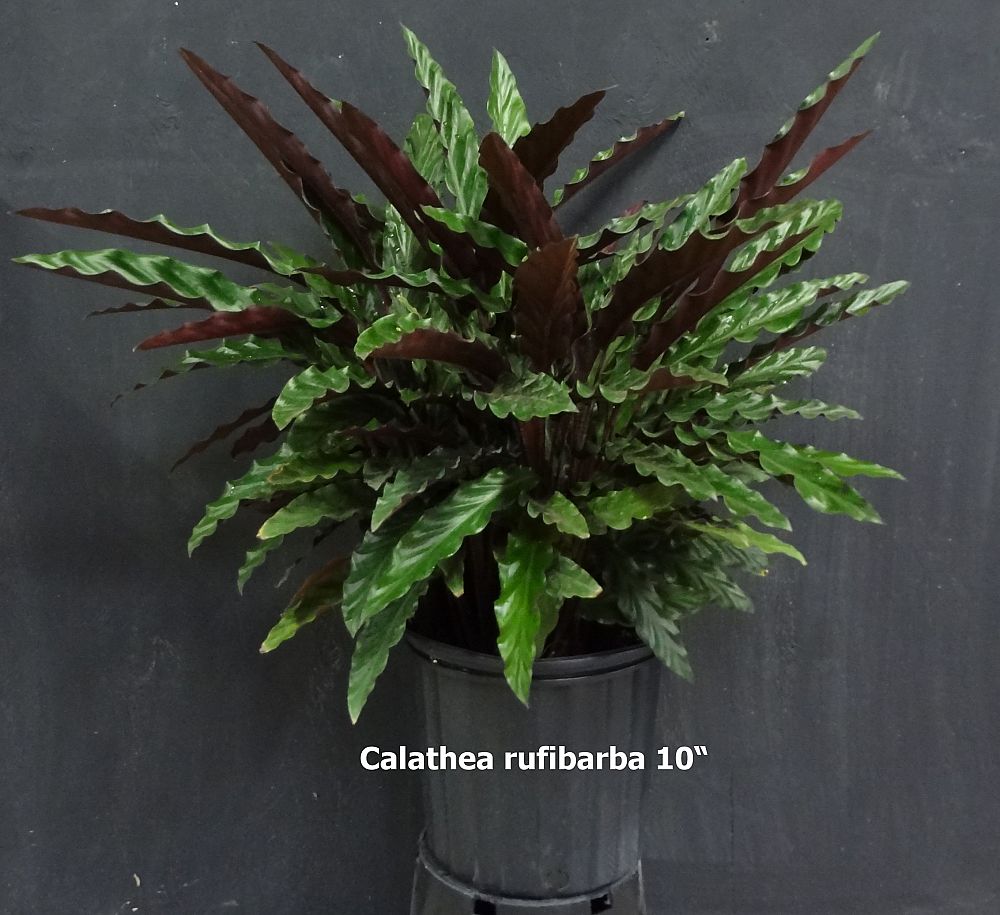 Calathea rufibarba