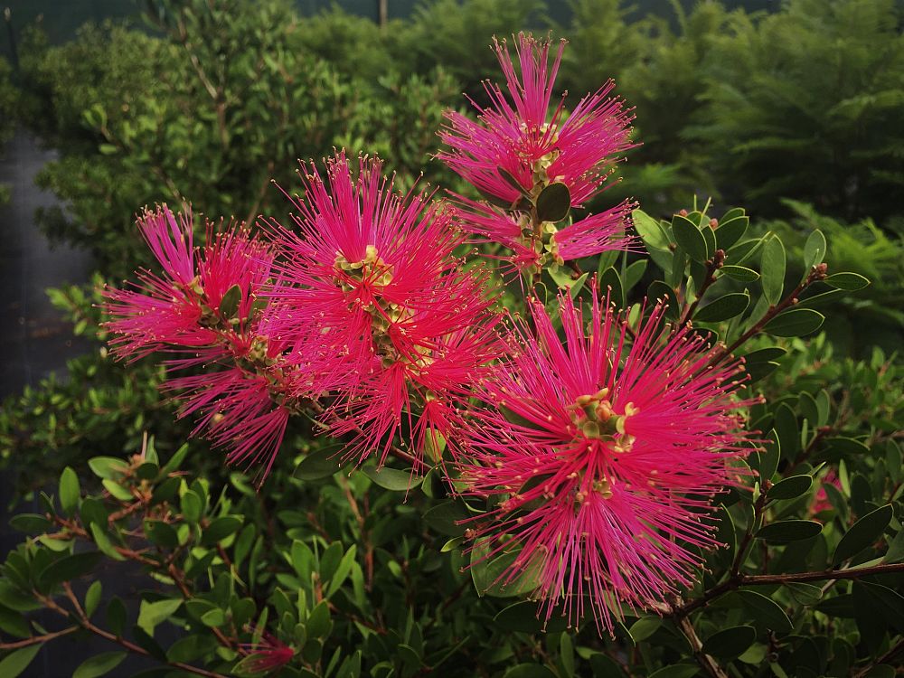 Garden Industries LLC | plantANT.com